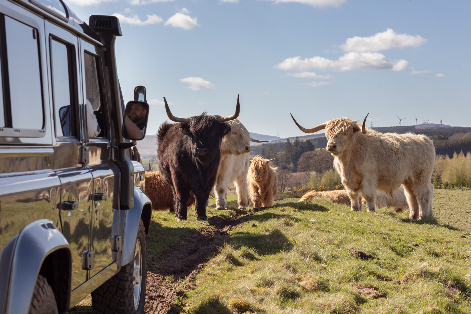 World’s First Cow Safari - Luxe Beat Magazine