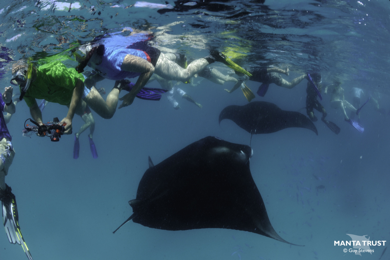 Manta Rays, Tourism and Snorkelling Citizen Scientists - Luxe Beat Magazine