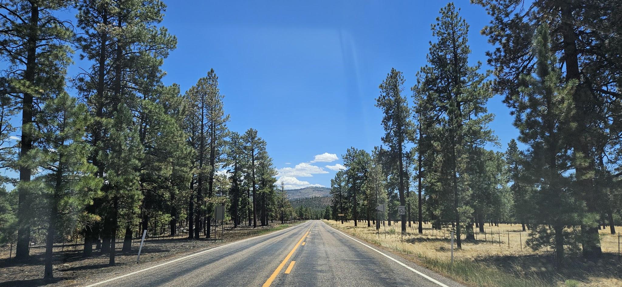 The Pines are Calling: Escape to Greer, Arizona - Luxe Beat Magazine