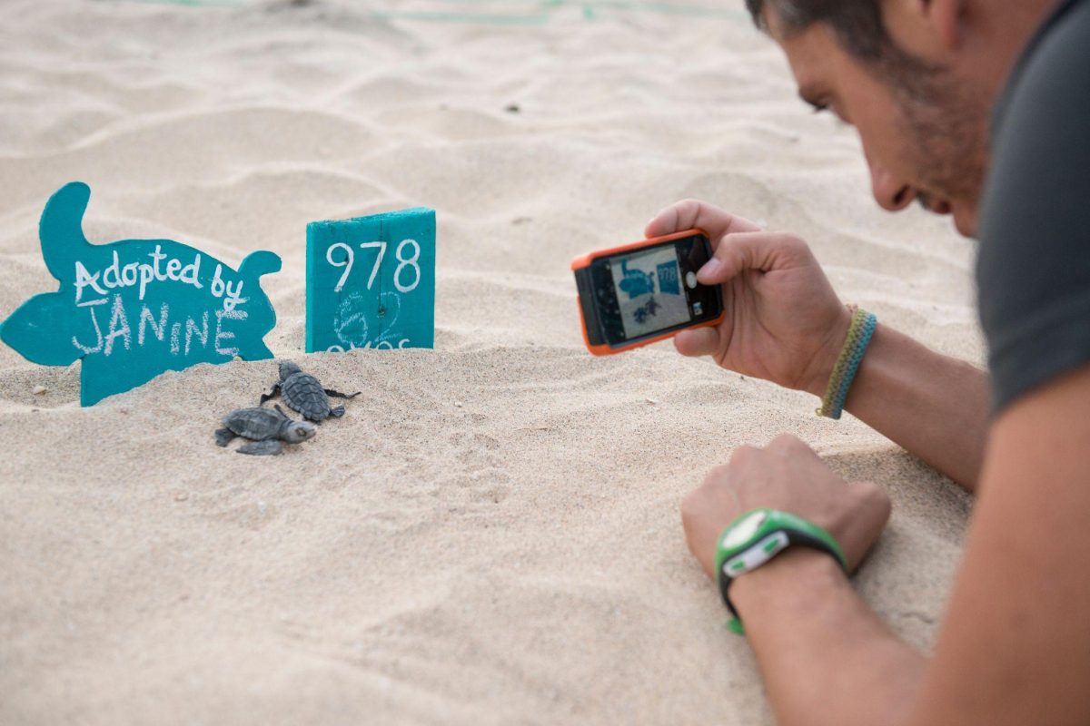 Guardians of the Shore: Protecting Cape Verde’s Loggerhead Turtles ...