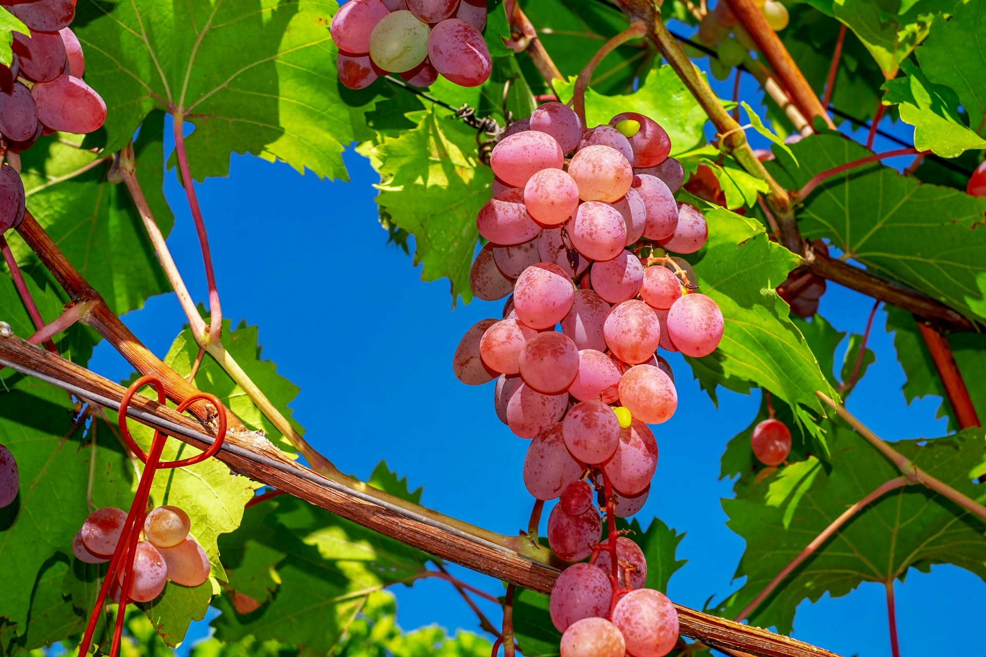 Eighth Grape Authorized for Use in Champagne - Luxe Beat Magazine