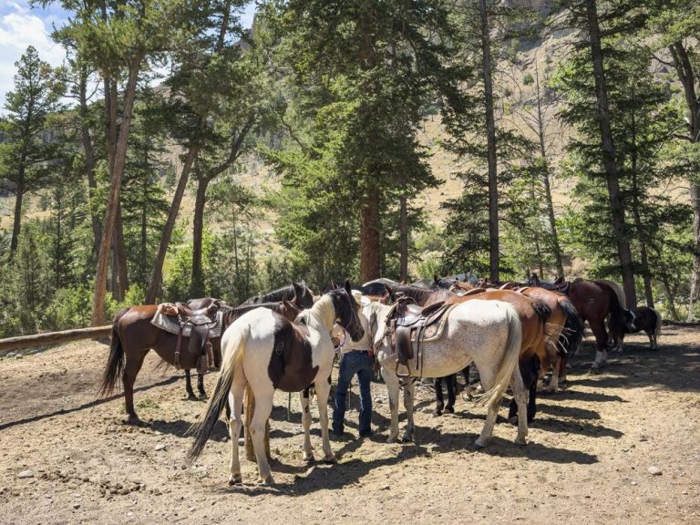 Blackwater Creek Lodge & Guest Ranch Adventures - Luxe Beat Magazine