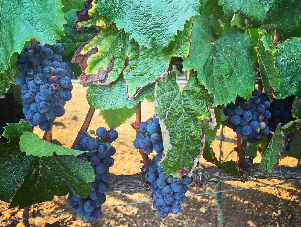 Texas Hill Country Wineries: A Scenic Adventure - Luxe Beat Magazine